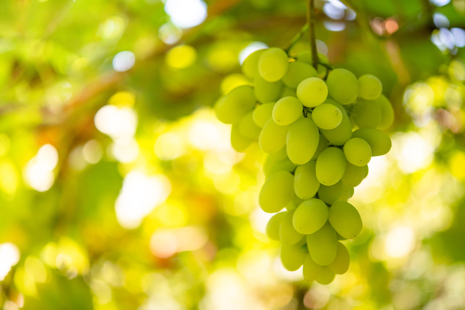 Witte druiven - alles wat je ooit moest weten voor wijn
